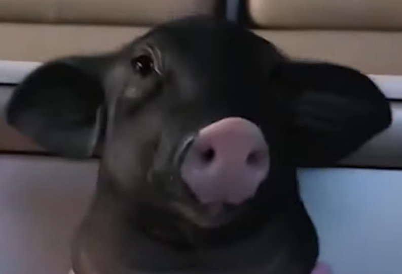 pig_face Object Detection Dataset and Pre-Trained Model by PFR