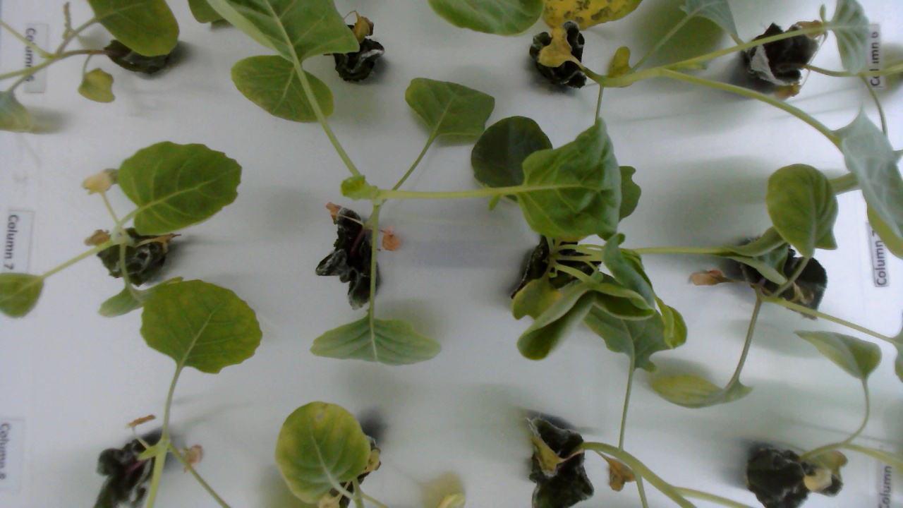 leaf detect Object Detection Dataset and Pre-Trained Model by dogwater