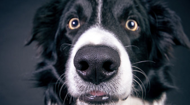 How to Use the dog breeds Object Detection API