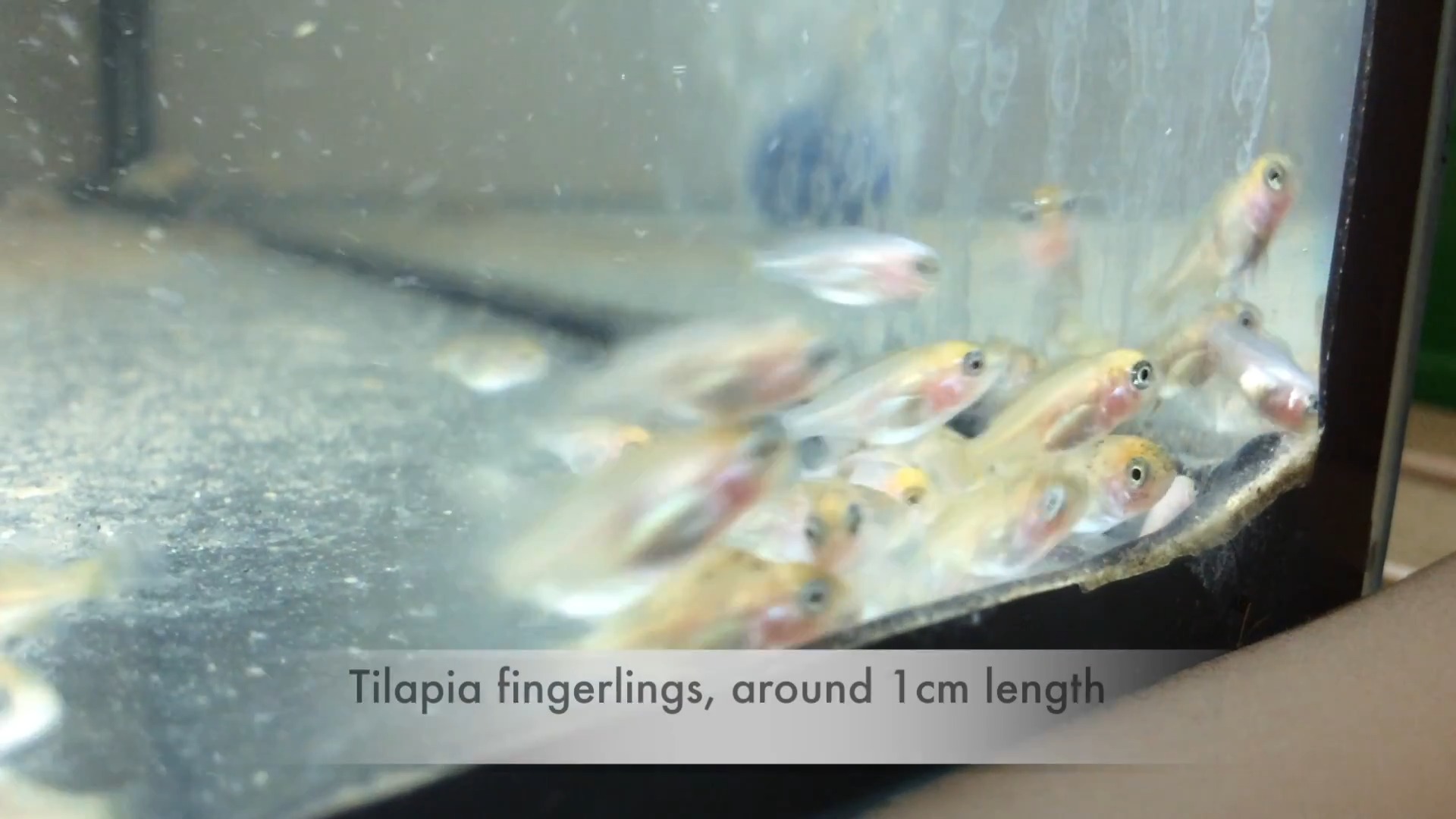 Fish Monitoring Classification Dataset and Pre-Trained Model by My Capstone