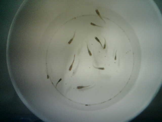 fish test Computer Vision Dataset by project-vi7vz