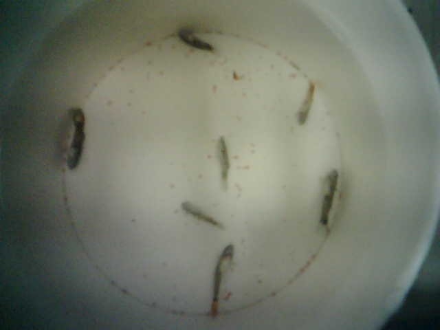 dead fish detection Object Detection Dataset and Pre-Trained Model by ...