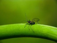 Pest-aphid Object Detection Dataset by Pest classifier
