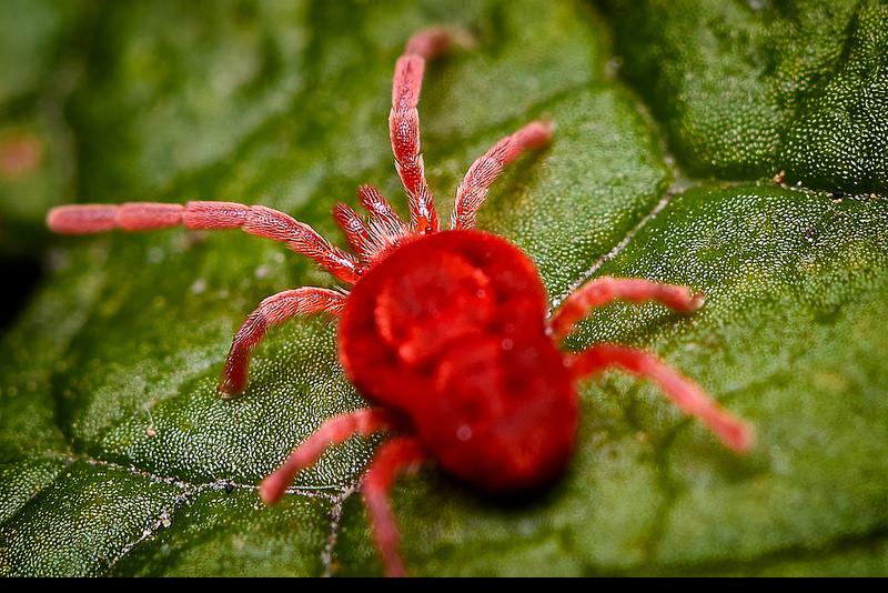 Red spider Object Detection Dataset by Pest classifier