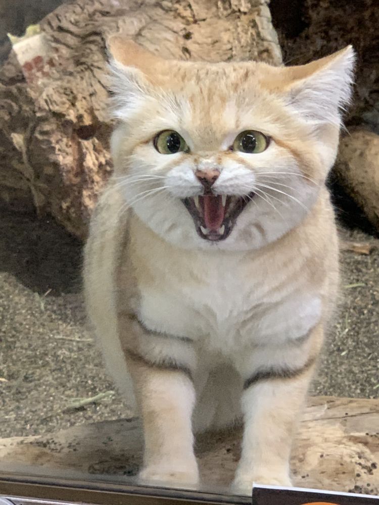 catt Object Detection Dataset by new-workspace-vasgk