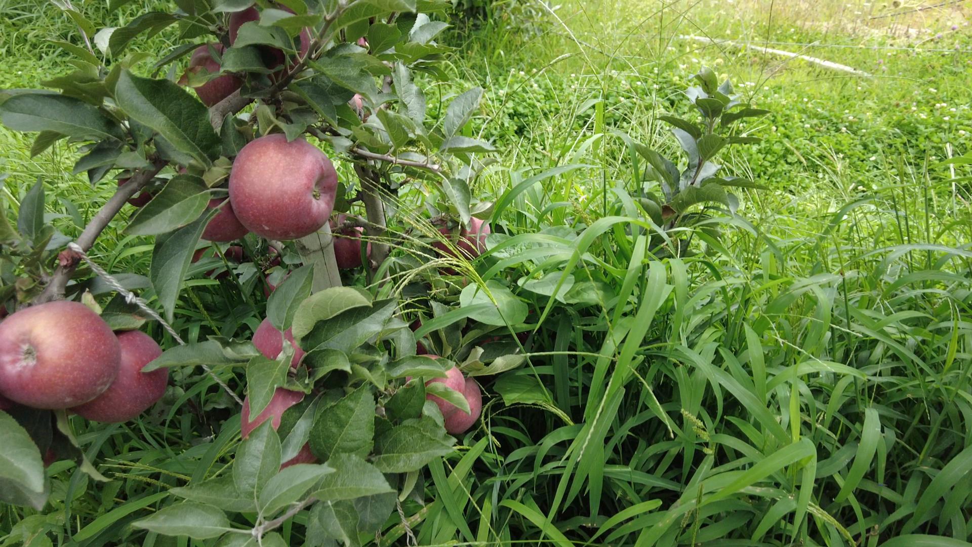 Test Images Object Detection Dataset By Augmentation