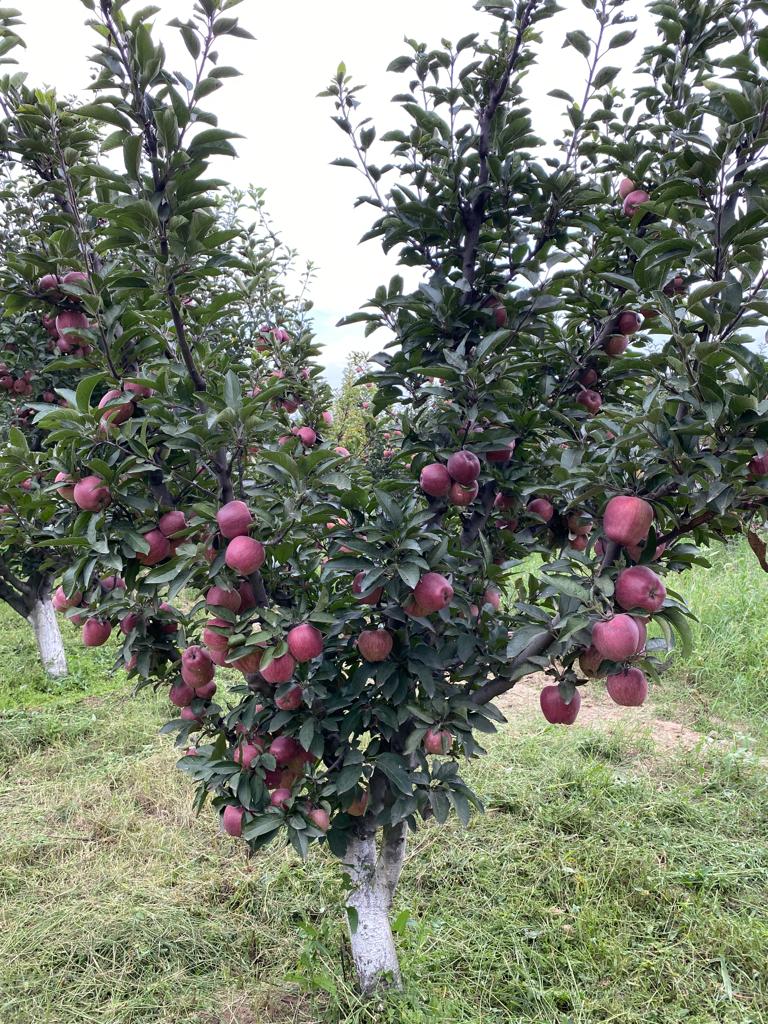 Apple Augmentation Object Detection Dataset By Augmentation