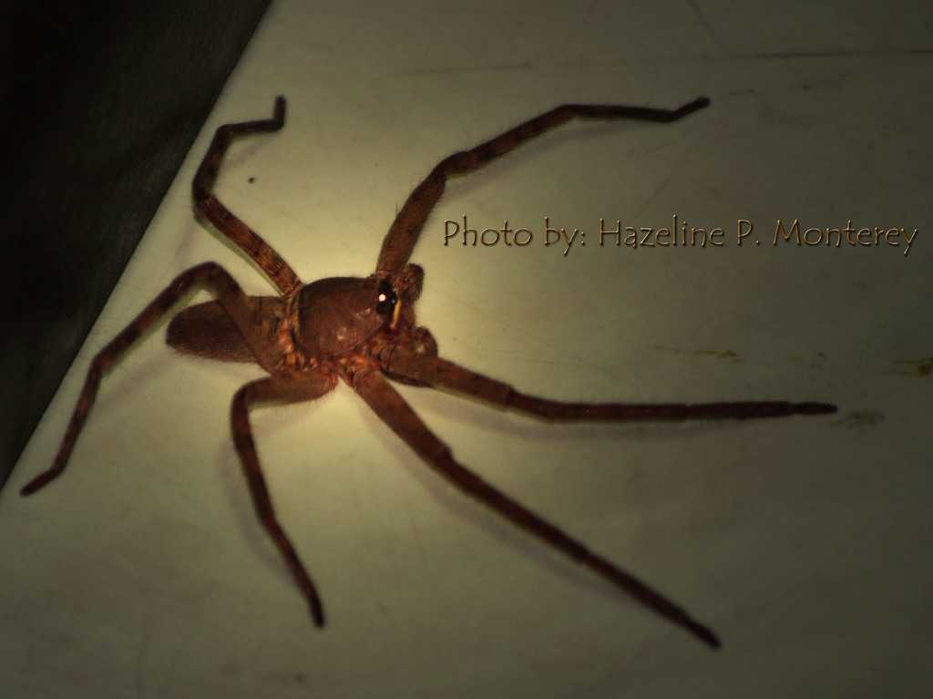 Tick Classification Sample Classification Dataset by FH Hagenberg