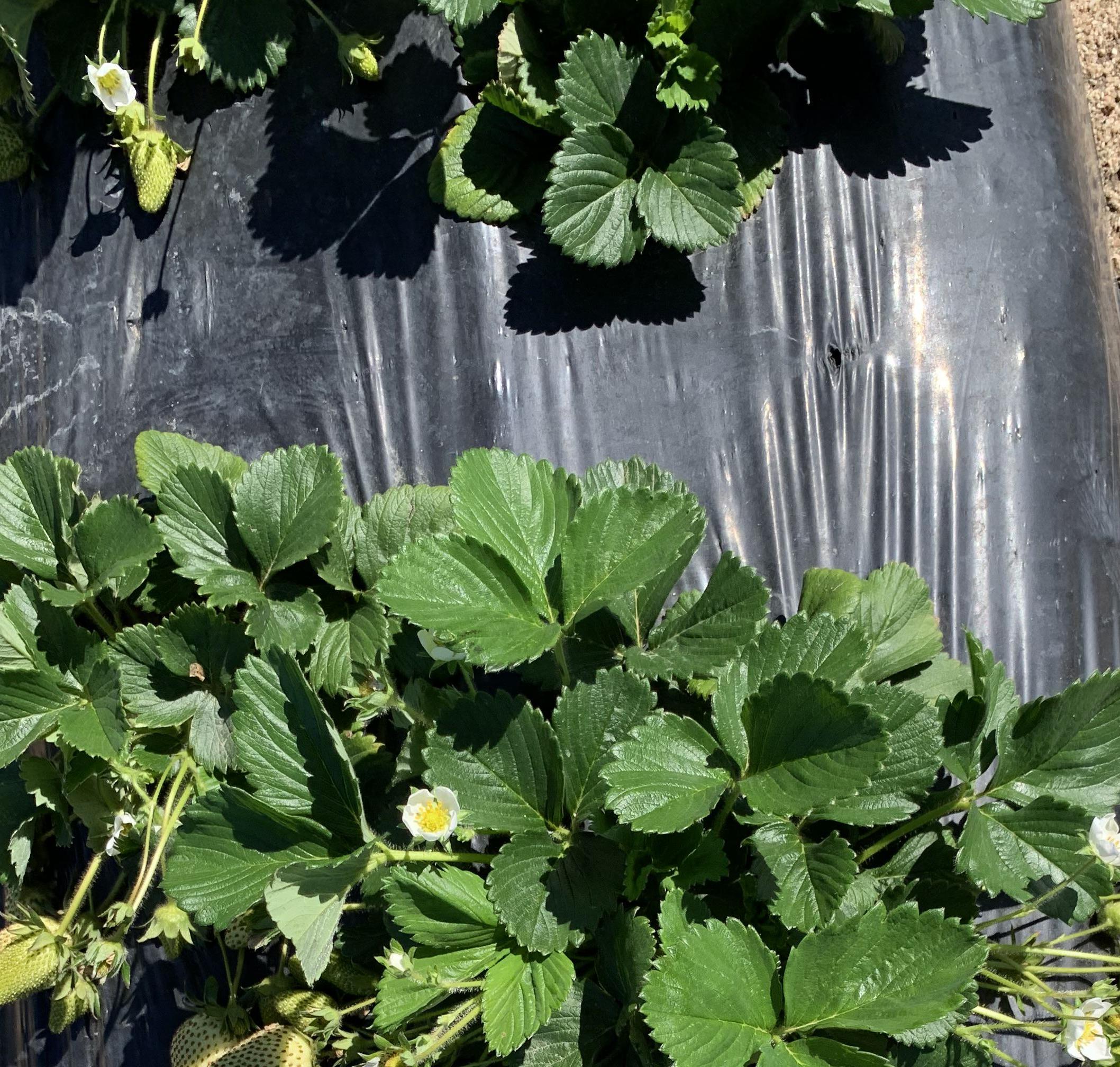 How to Use the final year project Instance Segmentation API