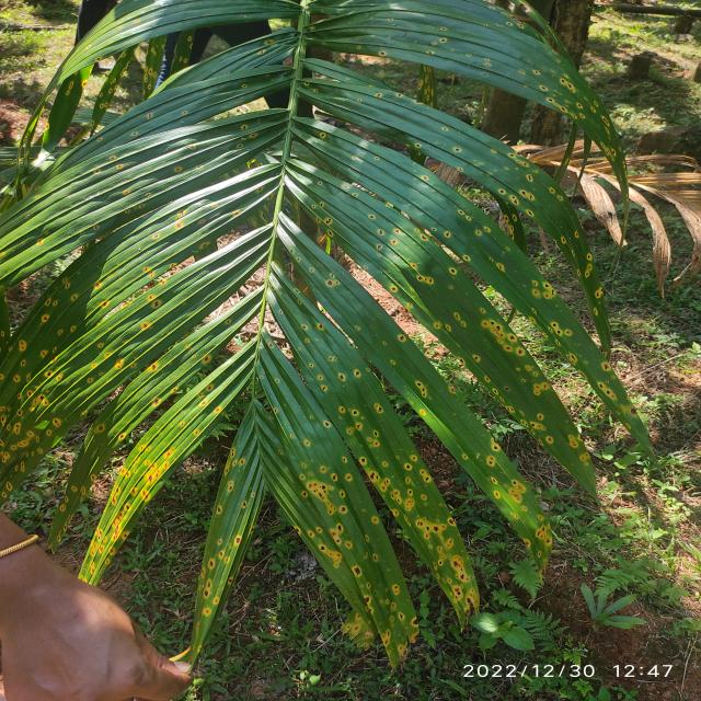 Arecanut Leaf Object Detection Dataset and Pre-Trained Model by ML