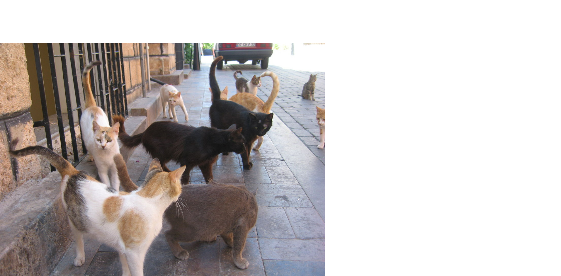 trashcan-animals Object Detection Dataset by new-workspace-4e8nw