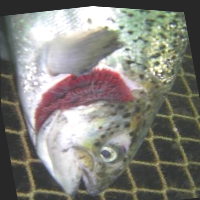 Fish Disease Detection Classification Dataset and Pre-Trained Model by ...