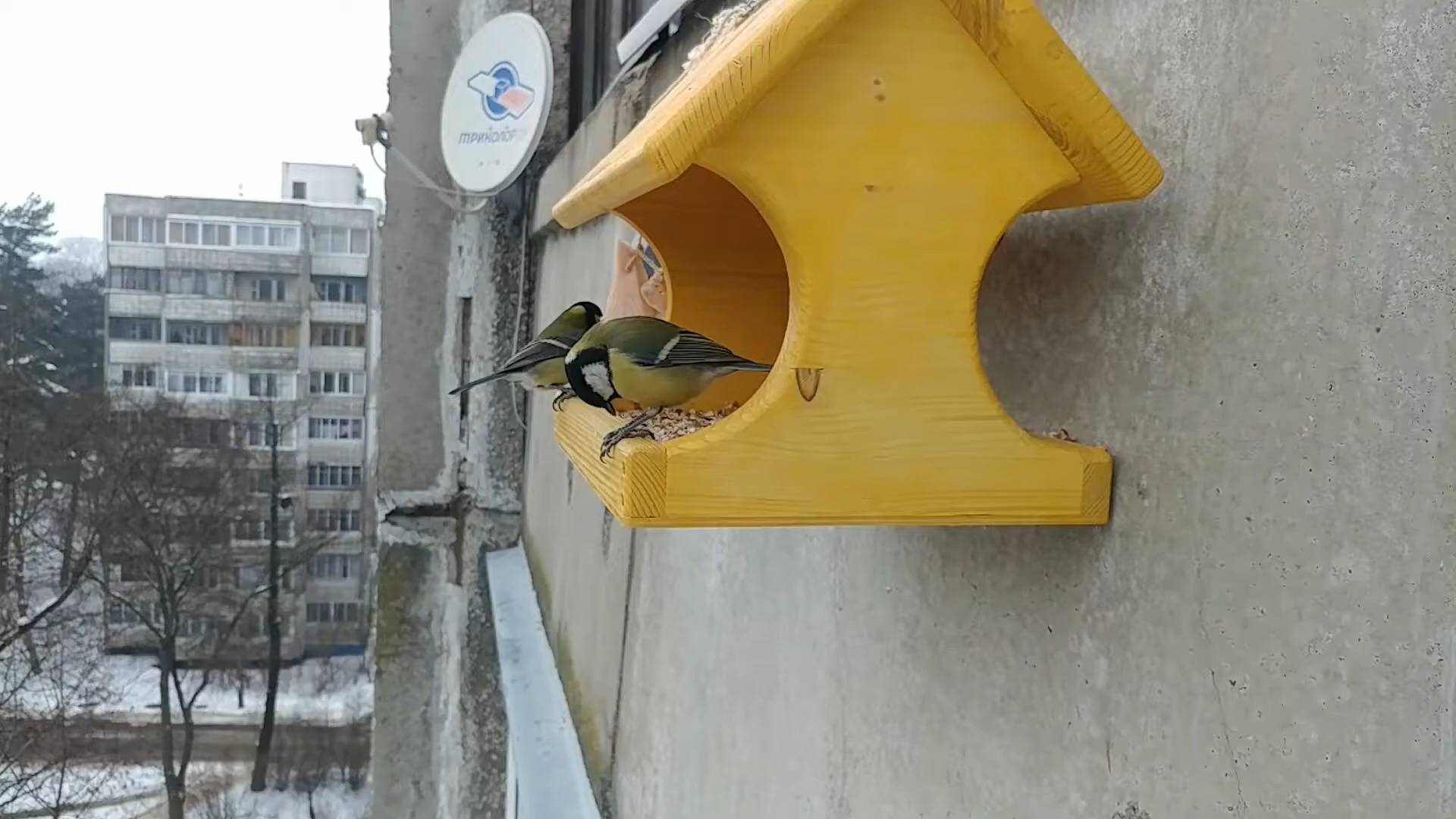 Birds Detection 4 Object Detection Dataset And Pre Trained Model By Birds1