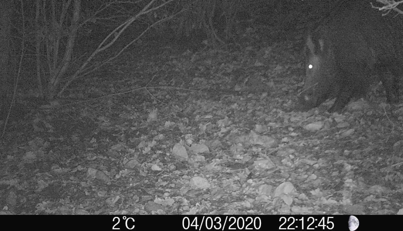 WB-detection Object Detection Dataset and Pre-Trained Model by UNITUS