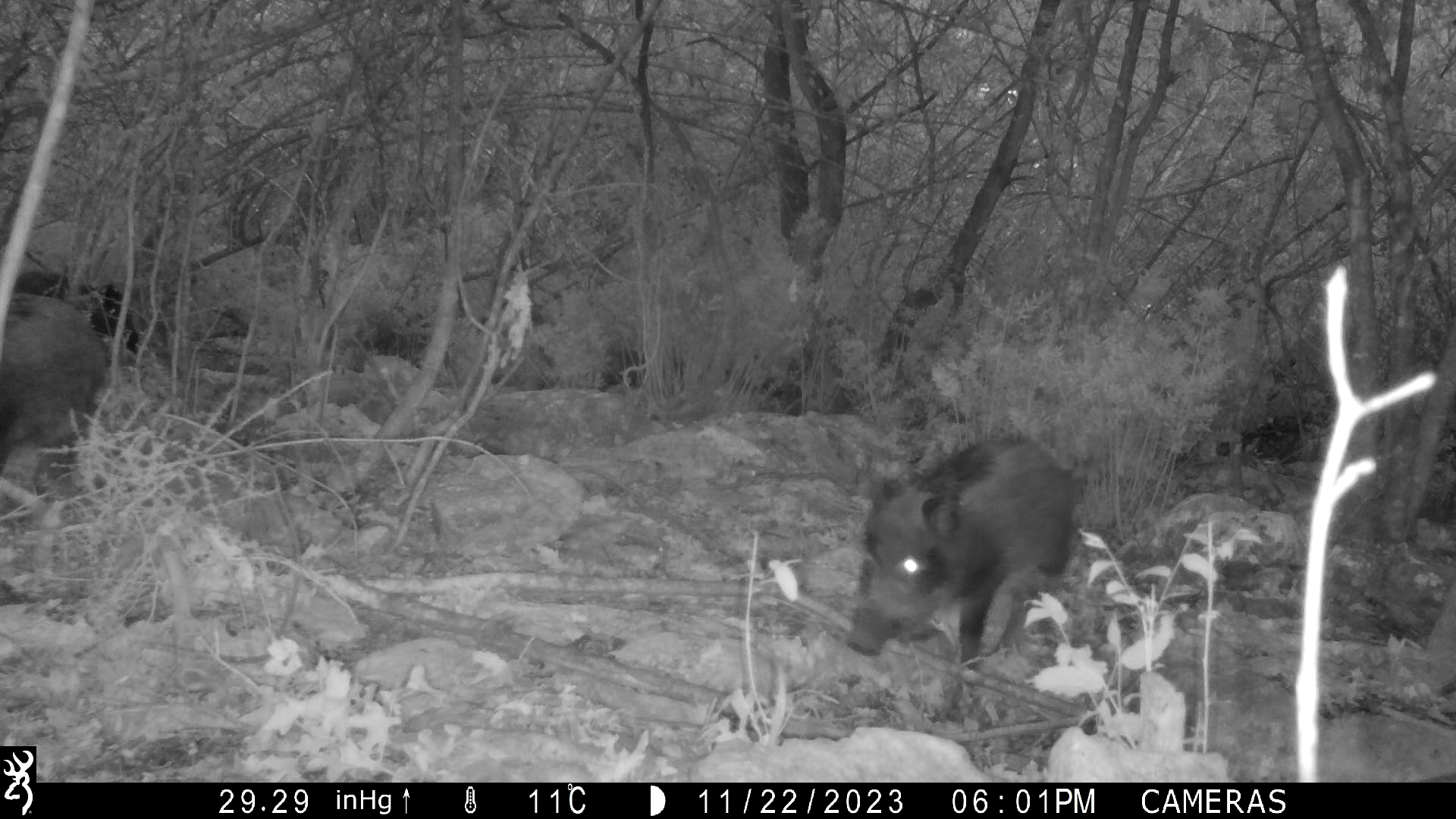 WB-detection Object Detection Dataset and Pre-Trained Model by UNITUS