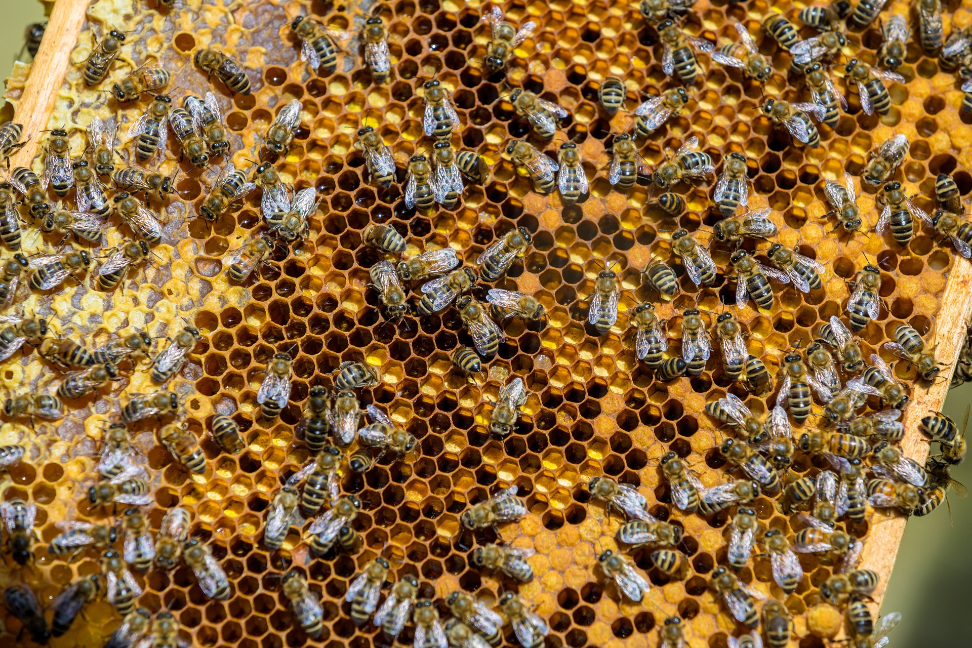 Cells Instance Segmentation Dataset by Hicham Bouzalim