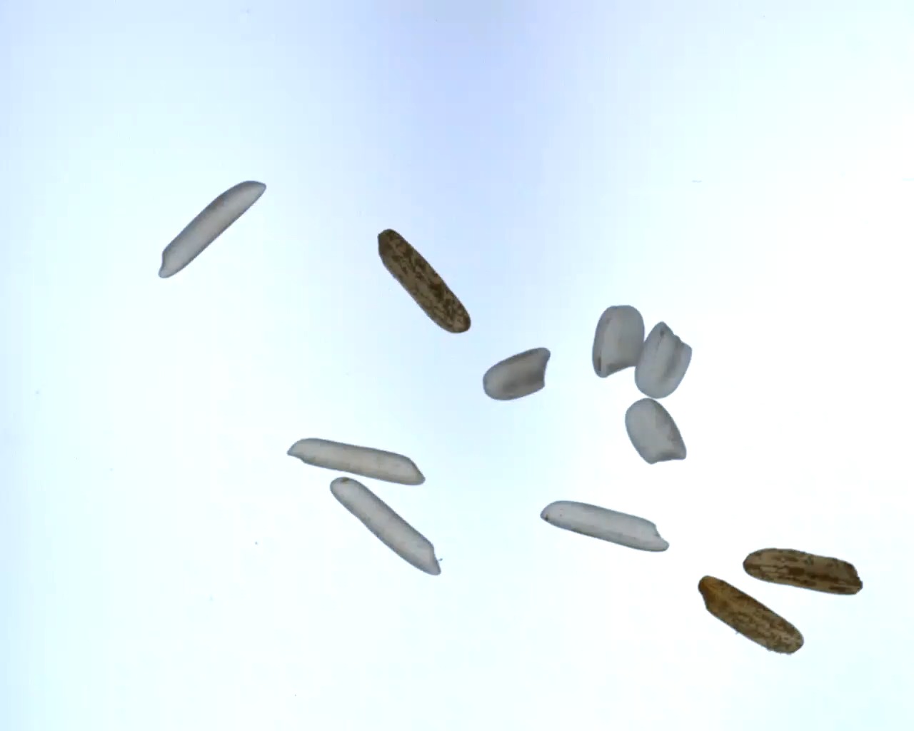 Counting Rice Grains Object Detection Dataset and Pre-Trained Model by Asia Pacific University