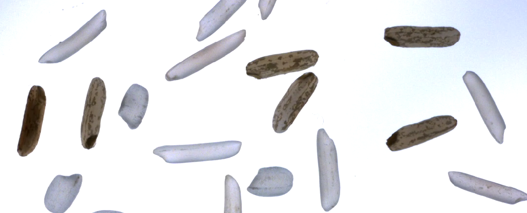 Counting Rice Grains Object Detection Dataset By Asia Pacific University