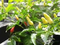 Chili Disease Object Detection Dataset by Chili Disease