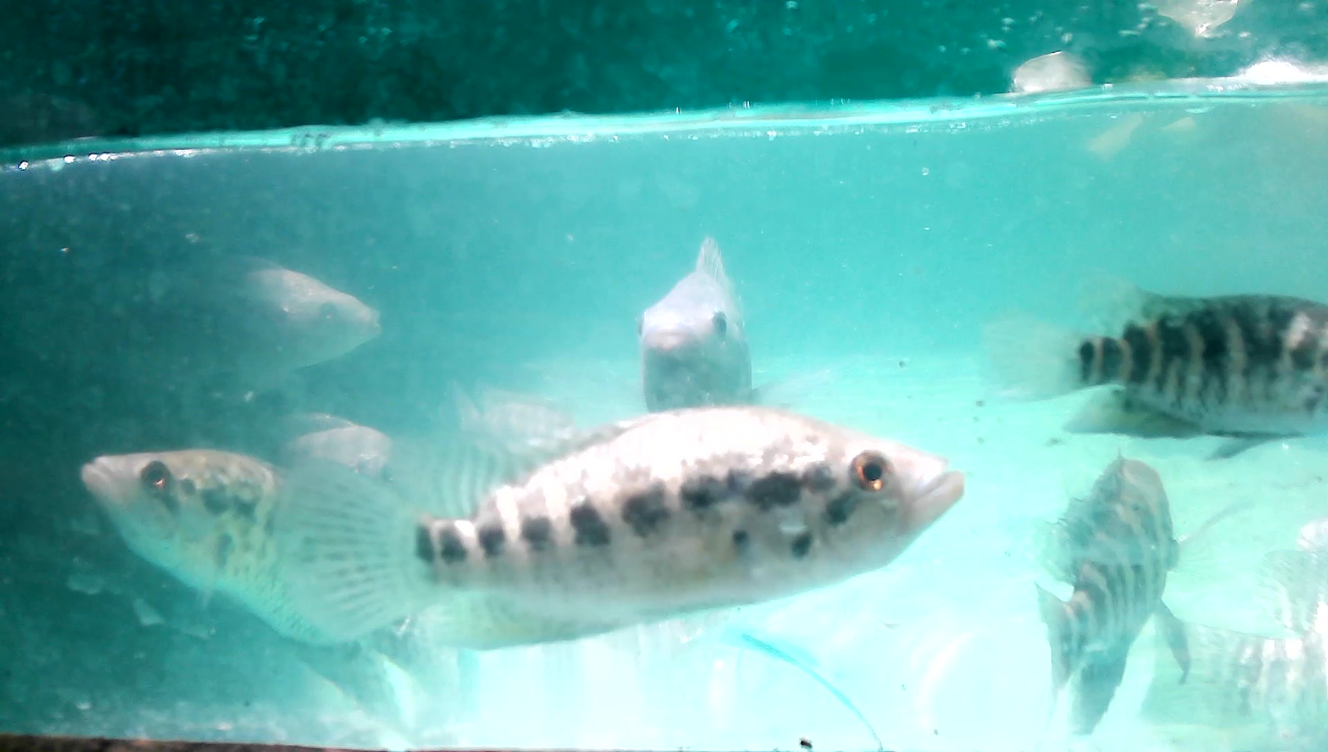 nile tilapia detection Object Detection Dataset by group5A