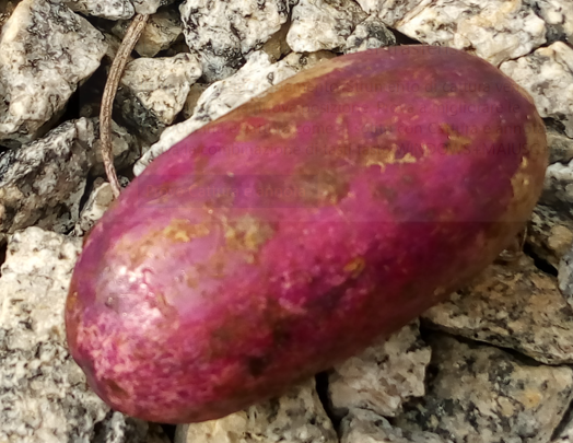 plum quality classification Object Detection Dataset and Pre-Trained ...