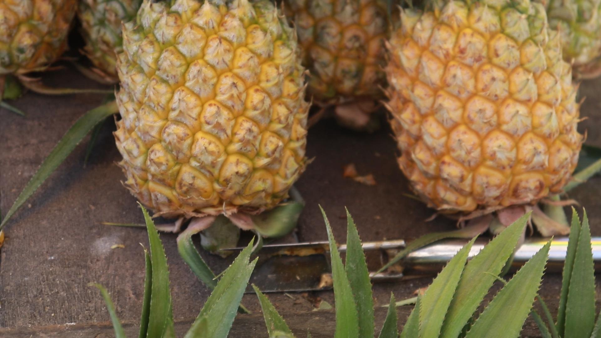 Pineapple Object Detection Dataset and Pre-Trained Model by Pineapplev1