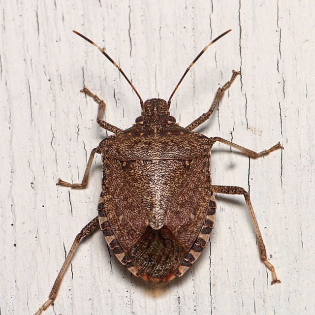 Maryland Hh Object Detection Dataset By Public