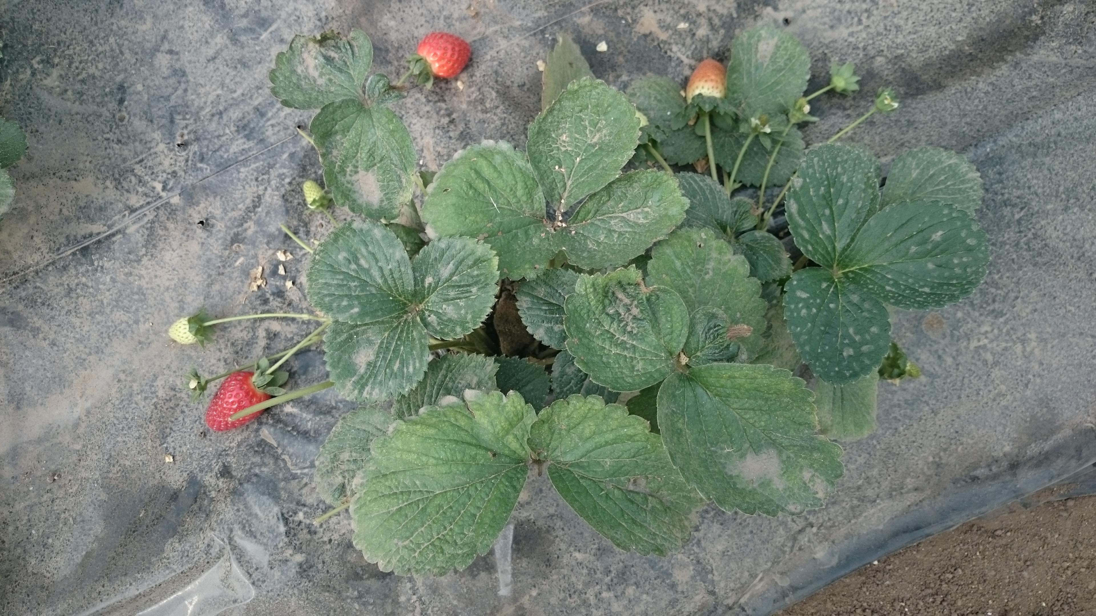 Fruit Detection Object Detection Dataset By Project
