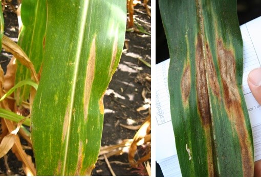 plant doc field Object Detection Dataset and Pre-Trained Model by tru ...