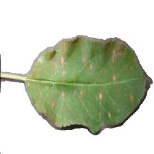 Greentech Fungus detection Object Detection Dataset and Pre-Trained ...