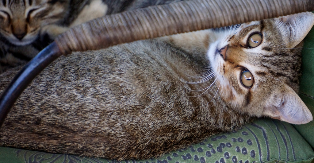 Cat Object Detection Dataset By Class Experiment