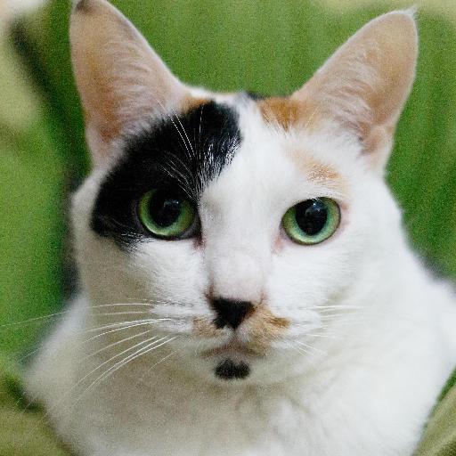Cats Object Detection Dataset And Pre Trained Model By New Workspace Tk9q9