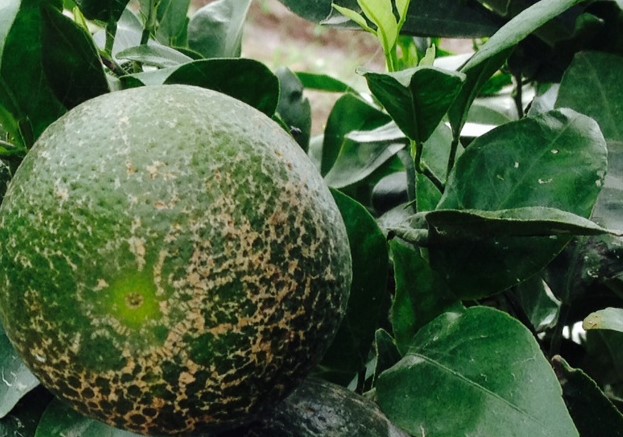 Citrus Object Detection Dataset By School