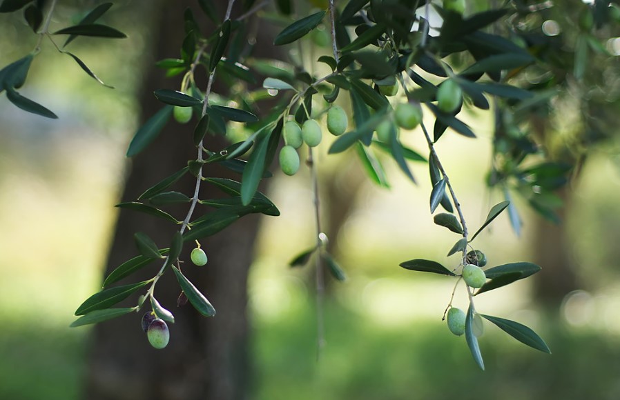 olives Object Detection Dataset and Pre-Trained Model by trees work