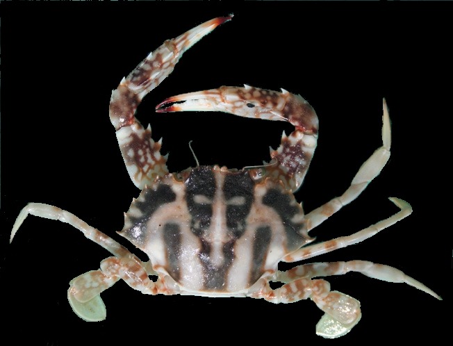 Crab Classification 3 Classification Dataset V3 2023 05 27 1 45am By Dave Ellomar Jamilla