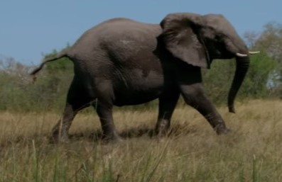 Aggressive elephant Object Detection Dataset and Pre-Trained Model by Aggressive elephants