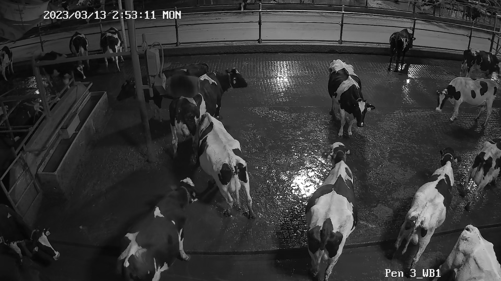 Cow Detector Instance Segmentation Dataset and Pre-Trained Model by Dairy Cow Project