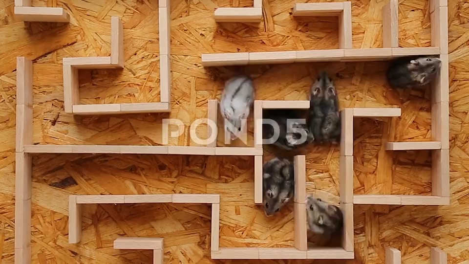 Labhamsters Computer Vision Dataset By Dslr Fly Eggs