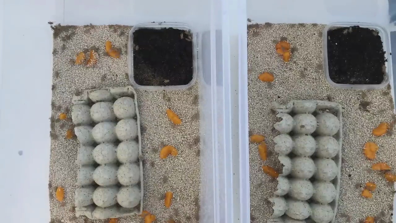 Crickets Object Detection Dataset by Evan Hadfield