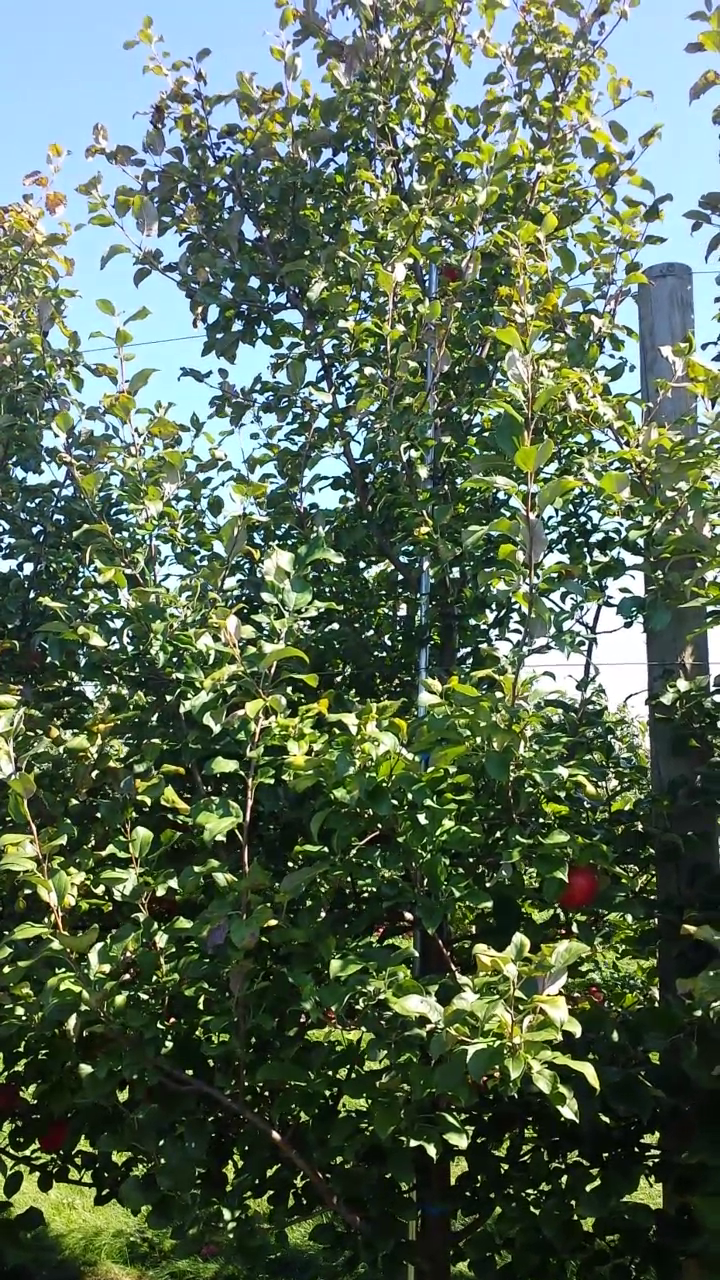 Apple Object Detection Dataset by Agathon