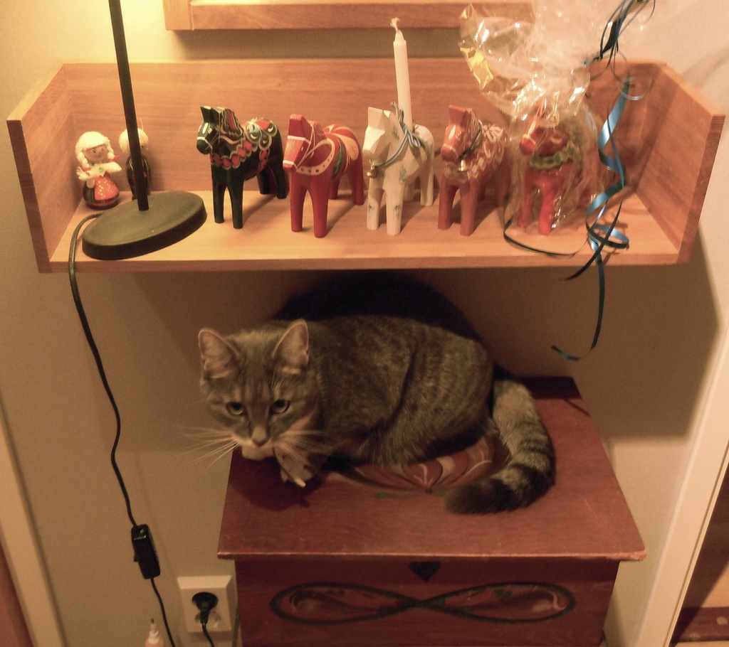 Cat Object Detection Dataset by harunurrashid