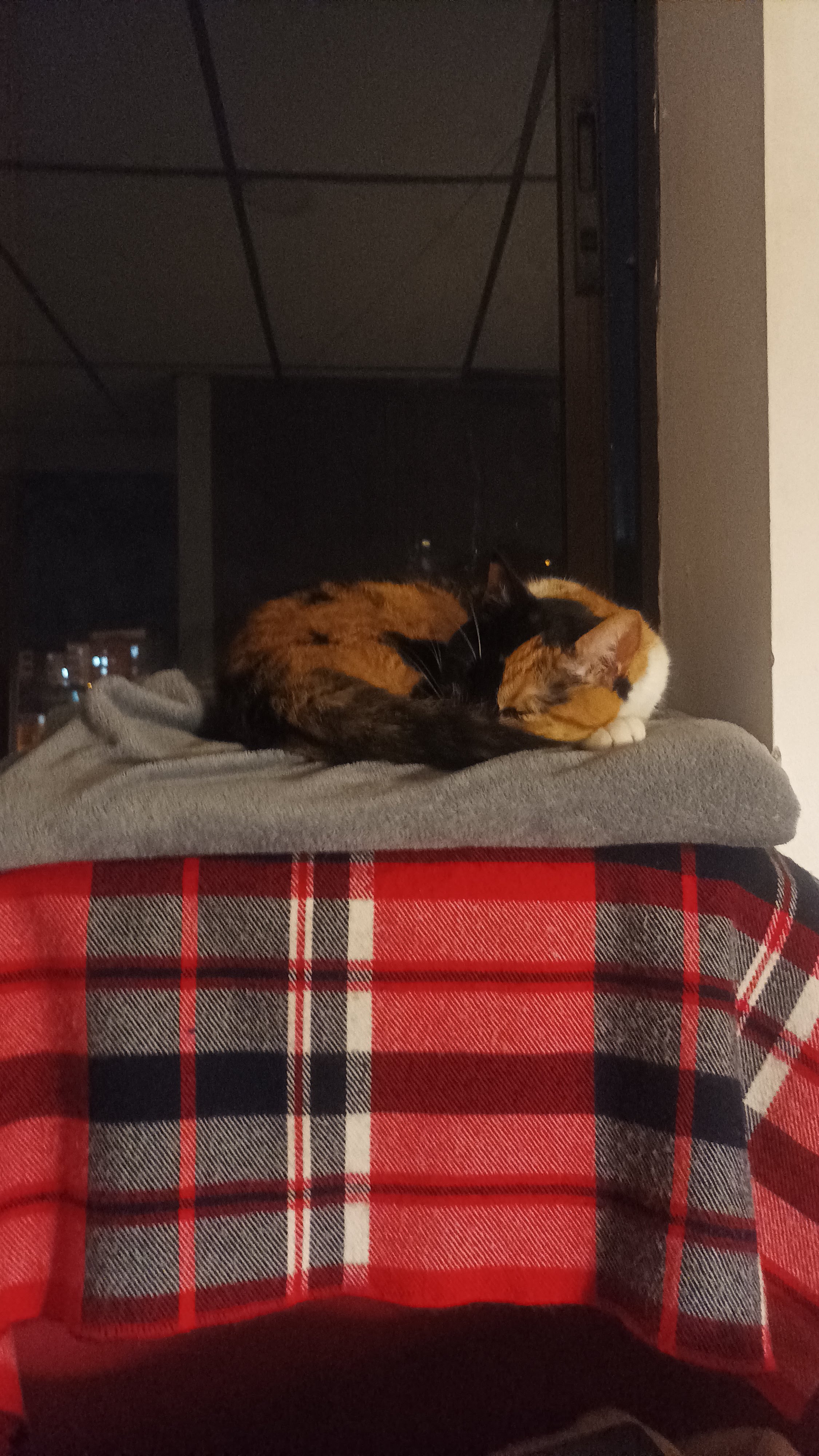 RITAandMOCHI Object Detection Dataset by Shoplifting