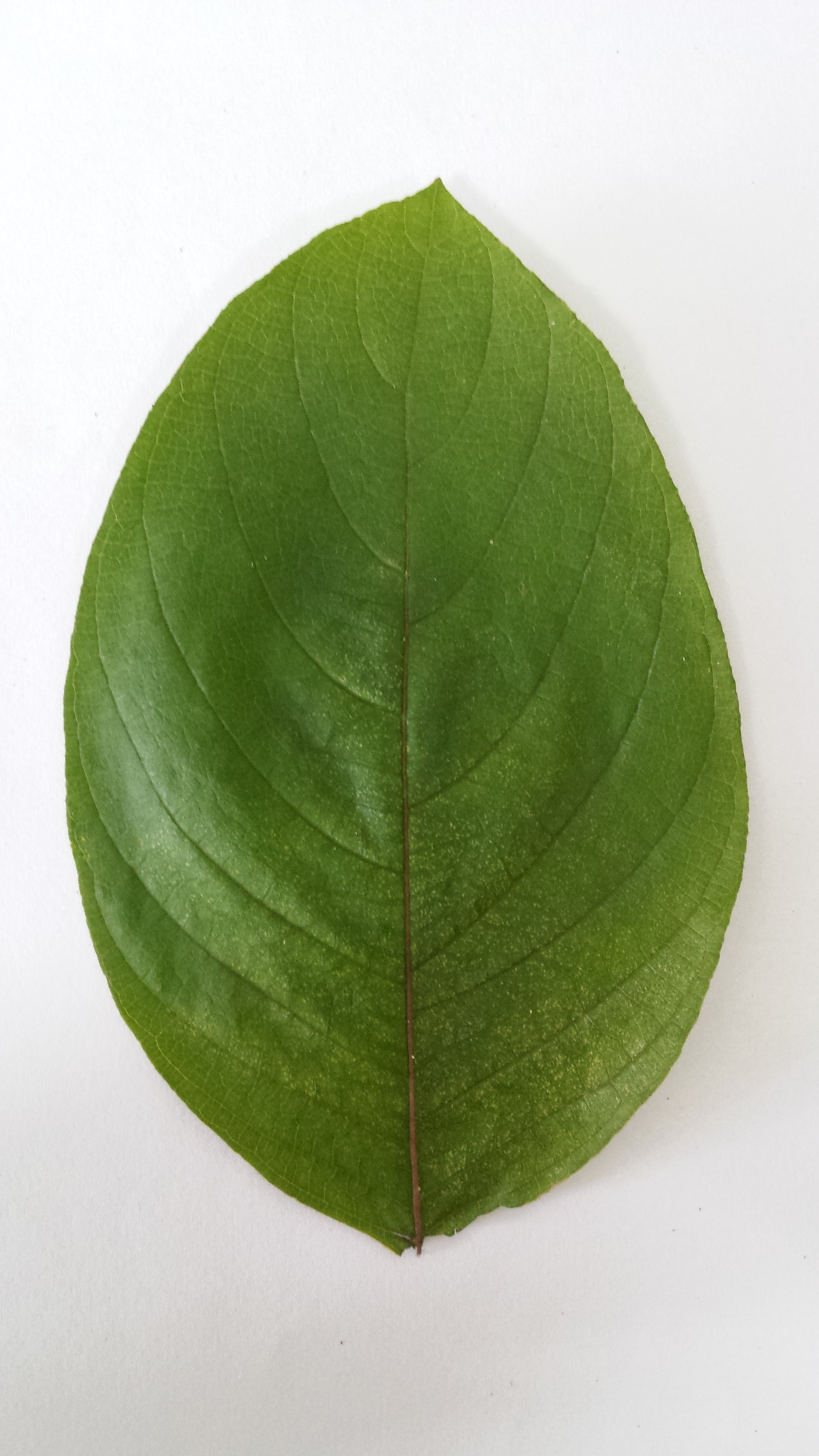 Leaves project Dataset and Pre-Trained Model by Research