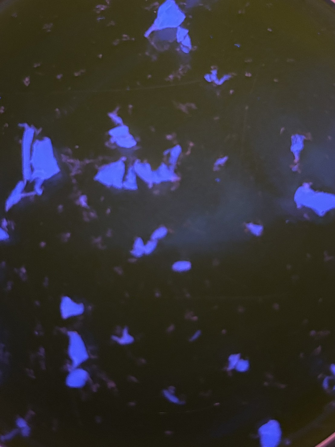 Microplastic classification Object Detection Dataset by Mahidol ...