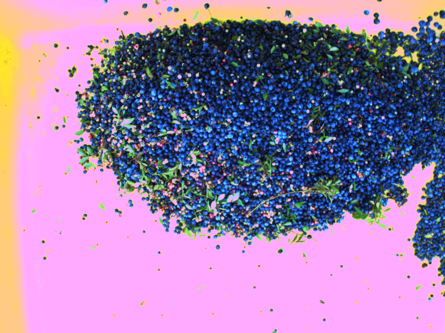 How To Use The Blueberries And Debris Instance Segmentation Instance Segmentation Api