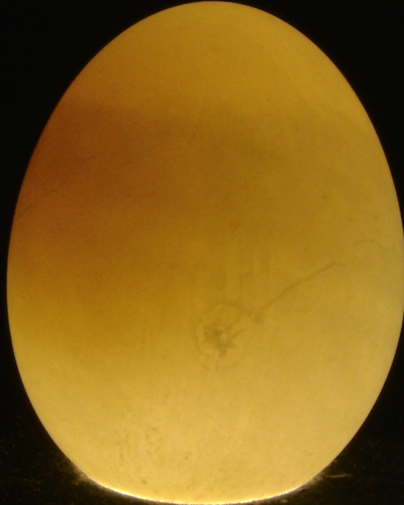 new-raw-egg Object Detection Dataset by THESIS