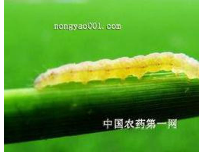 PEST DETECTION Object Detection Dataset and Pre-Trained Model by PROJECT