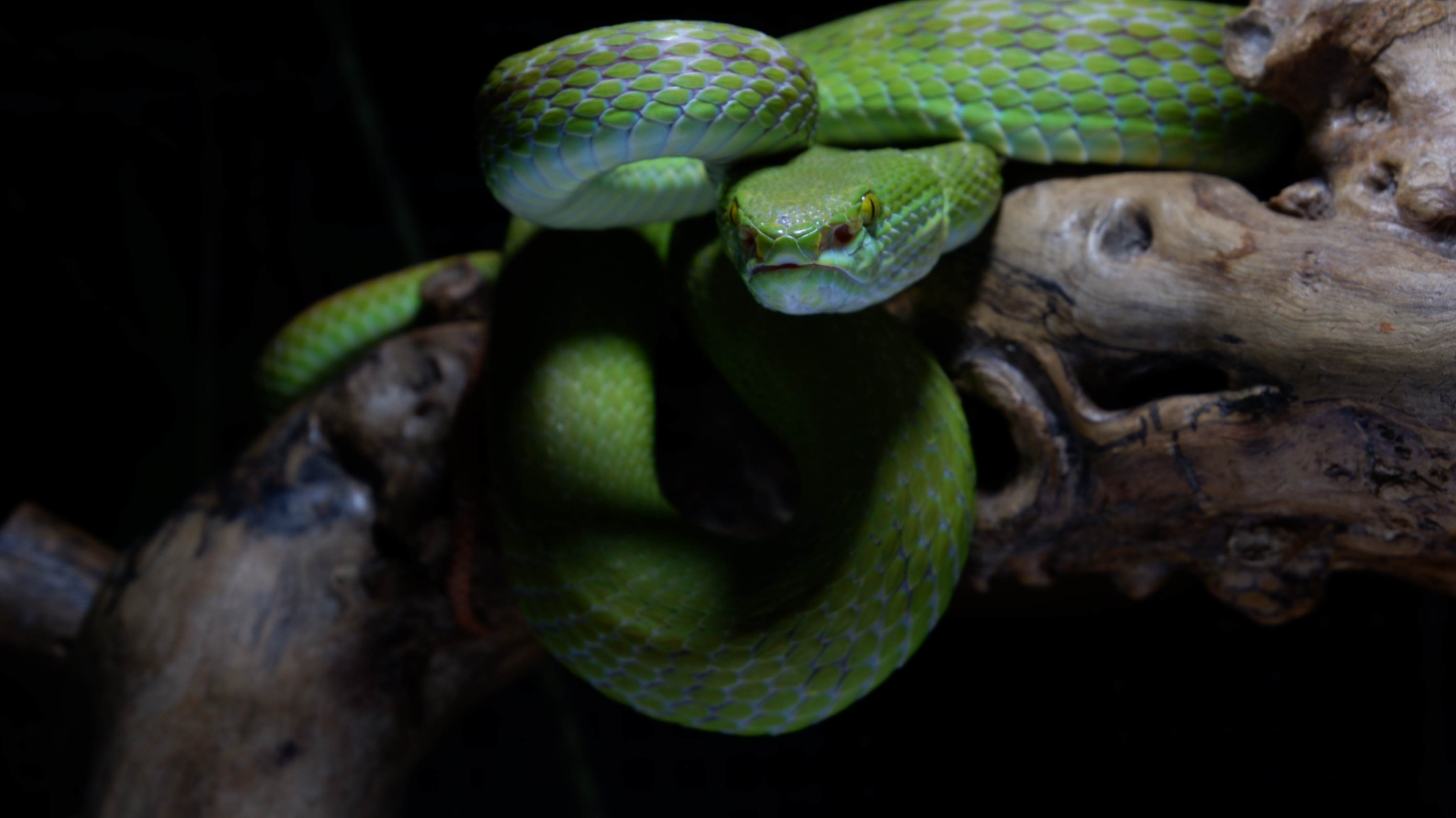 snake Object Detection Dataset and Pre-Trained Model by amikom