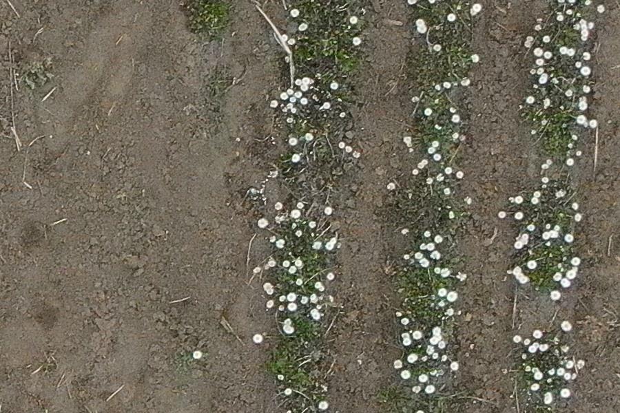 Flower Detection Roboflow Universe