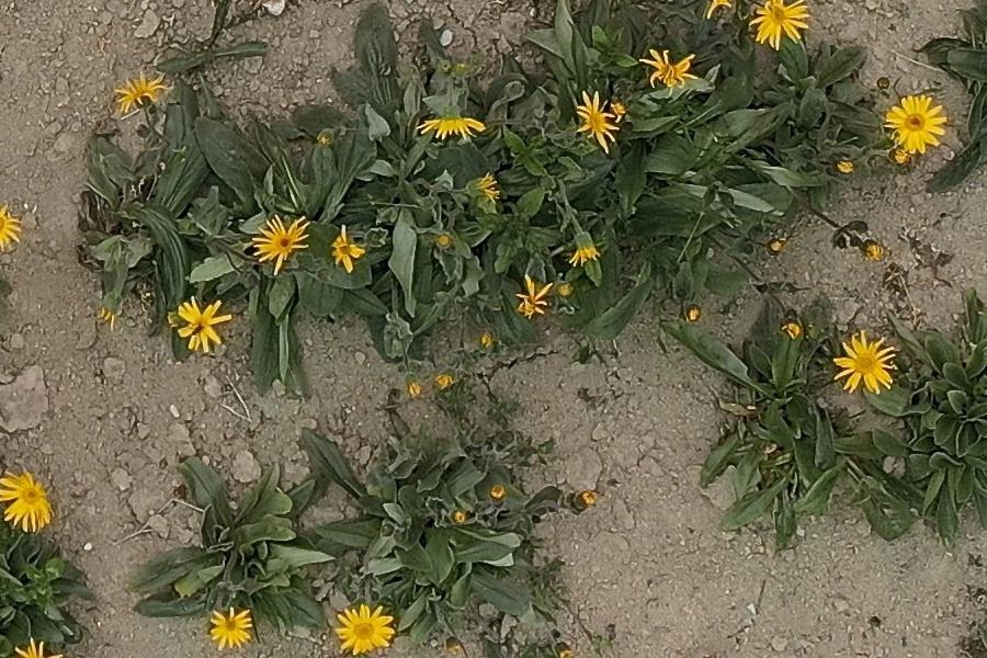 Arnica Object Detection Dataset By Flower Detection